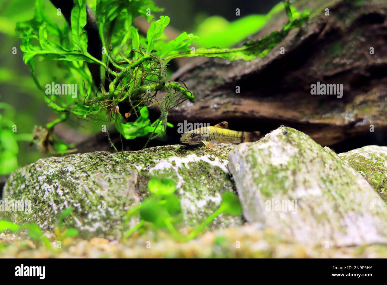 Panda garra freshwater fish - Garra flavatra Stock Photo - Alamy
