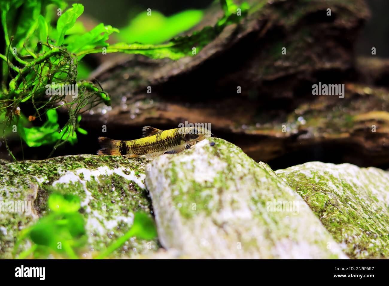 Panda garra freshwater fish - Garra flavatra Stock Photo - Alamy