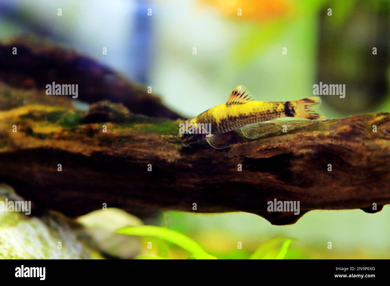 Panda garra hi-res stock photography and images - Alamy