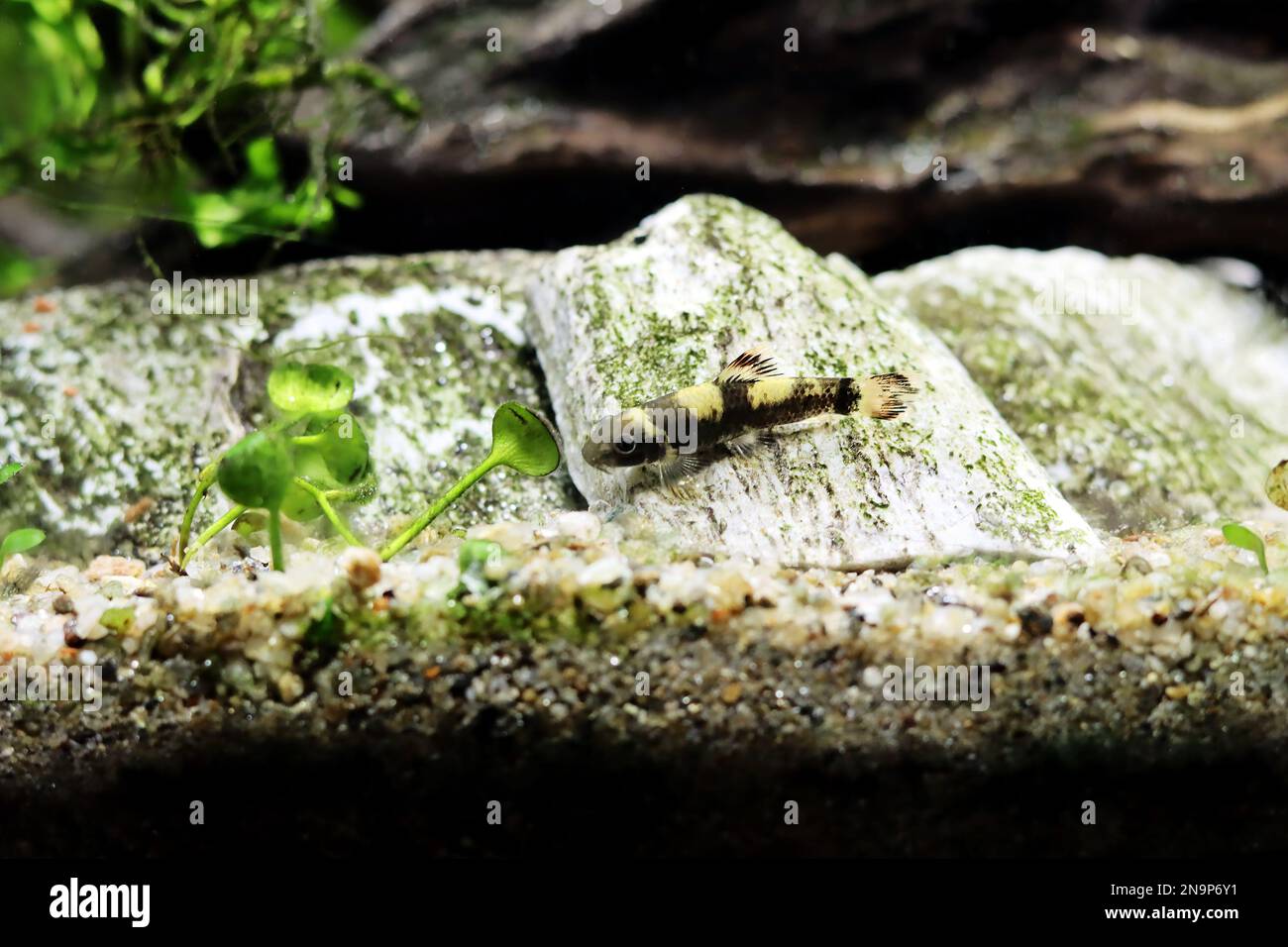 Panda garra freshwater fish - Garra flavatra Stock Photo - Alamy