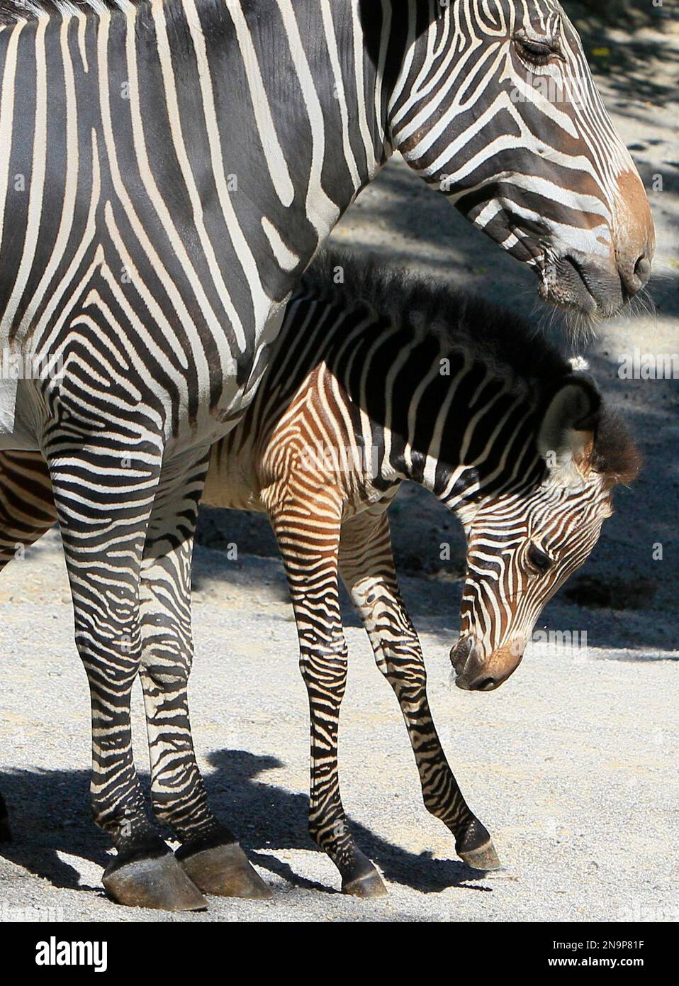Savanna, a nine-day-old baby zebra, stands next to her mother on her ...