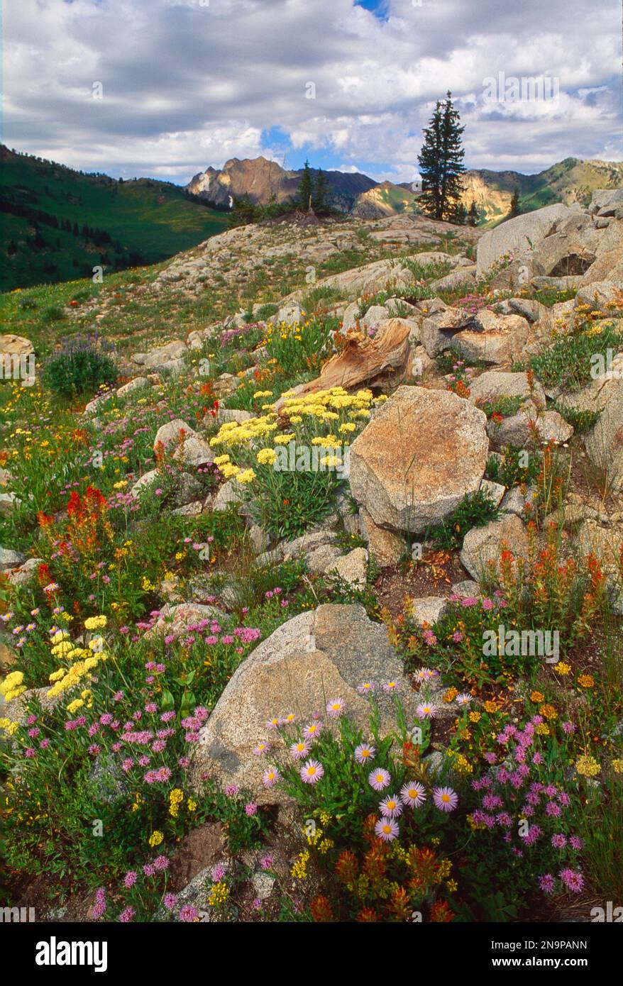 Wildflowers, Albion Basin, Wasatch Mountains, Superior Peak, Utah Stock ...