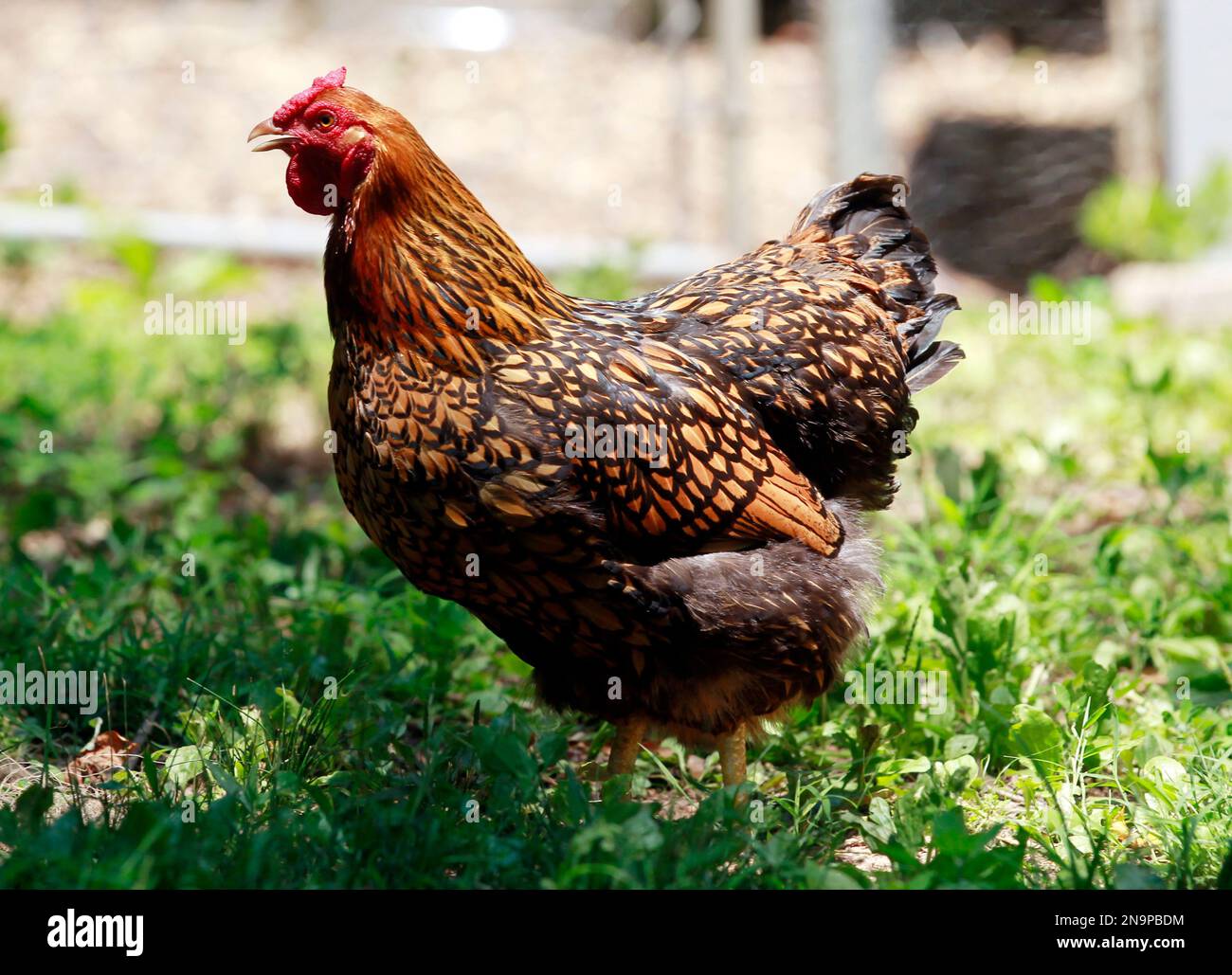 This Wednesday, May 30, 2012 photo shows one of Jonah McDonald's ...
