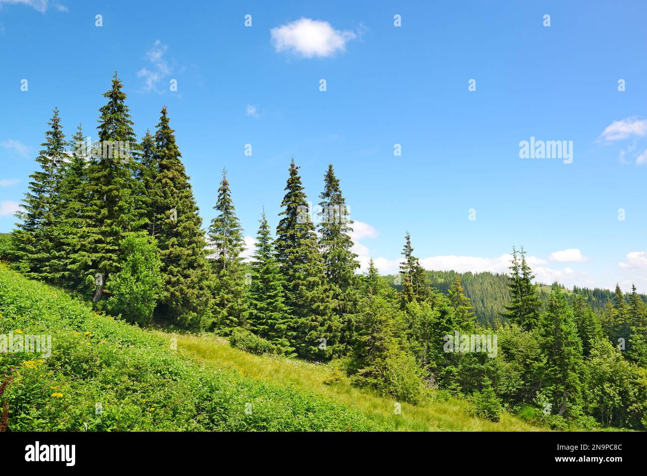 Pine trees with mountains hi-res stock photography and images - Alamy