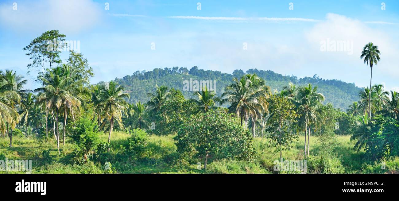 Equatorial forest hi-res stock photography and images - Alamy