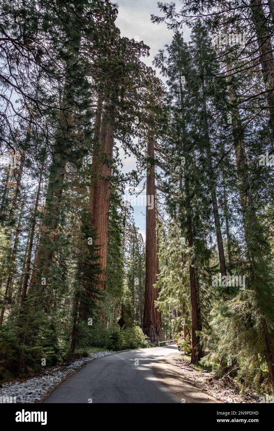 Giant Sequoias in Yosemite NP, California, USA Stock Photo - Alamy