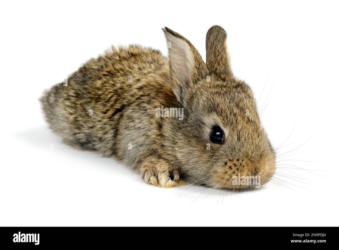 little rabbit isolated on white background Stock Photo - Alamy