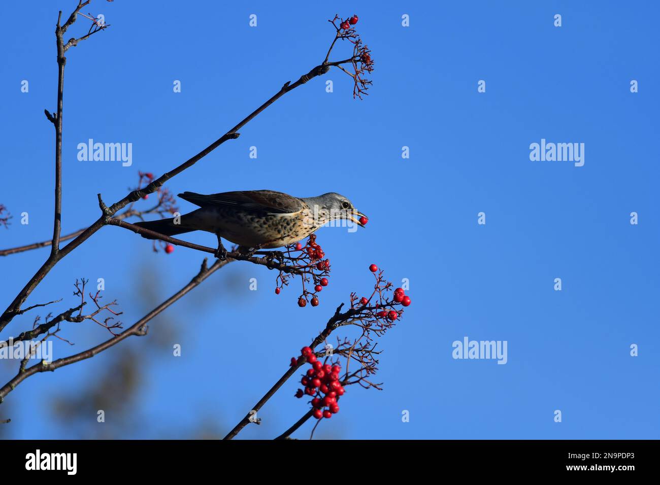 Fieldfare in sunshine hi-res stock photography and images - Alamy