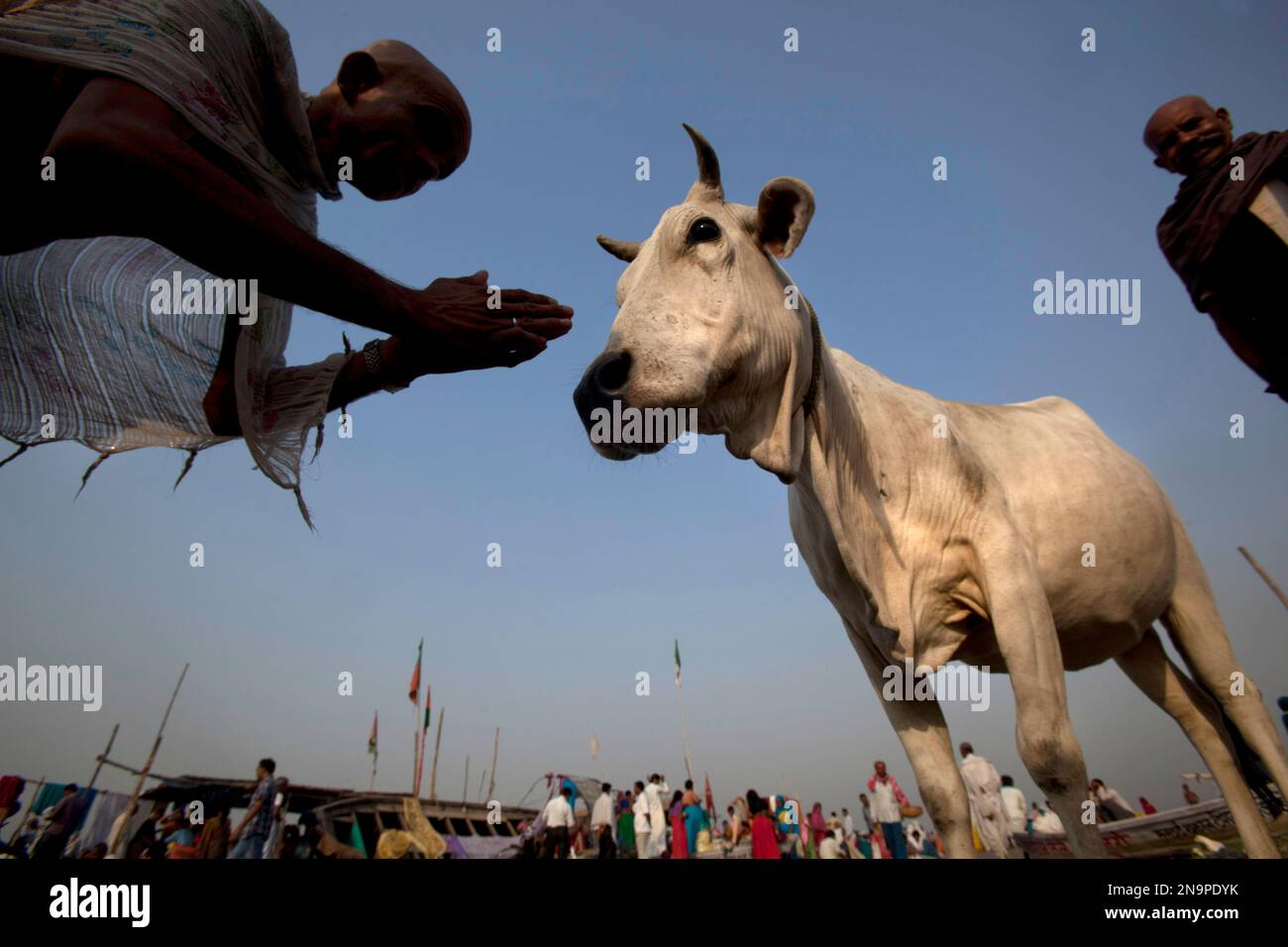 A Hindu devotee prays to a cow at the Sangam, the confluence of the ...