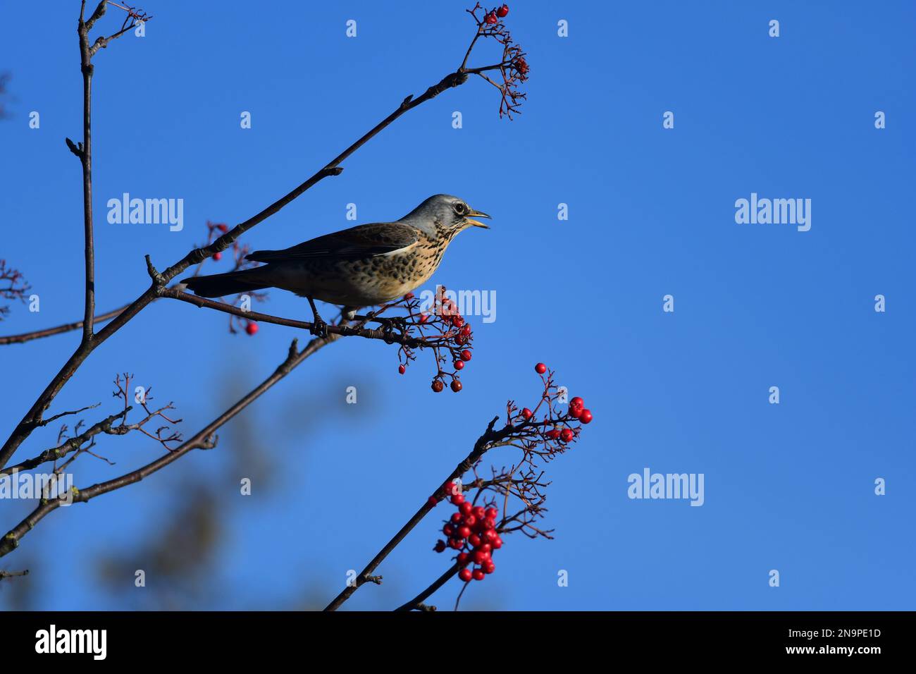 Fieldfare in sunshine hi-res stock photography and images - Alamy