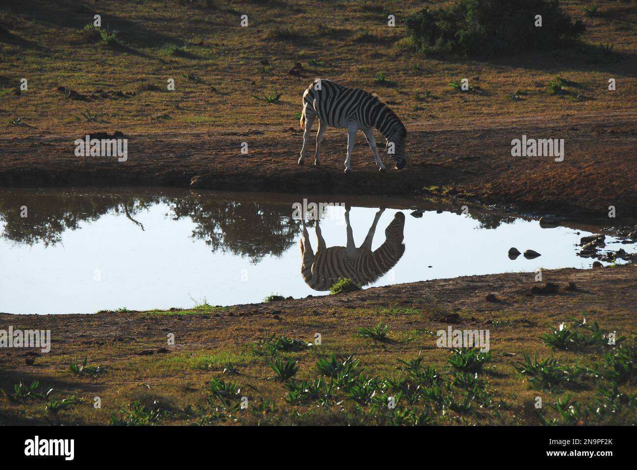 An early morning South Africa safari reveals a tranquil scene of a wild ...