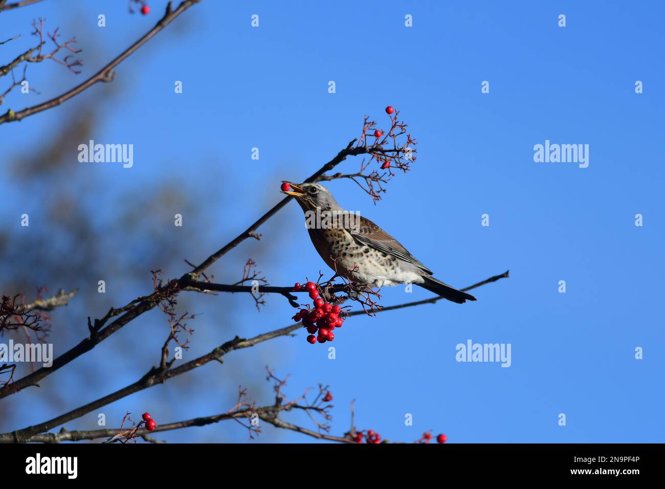 Fieldfare in sunshine hi-res stock photography and images - Alamy