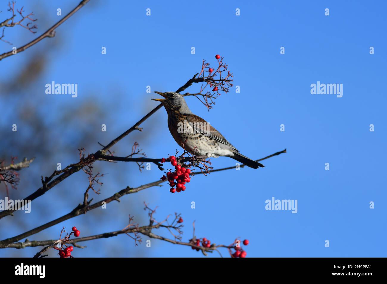 Fieldfare in sunshine hi-res stock photography and images - Alamy