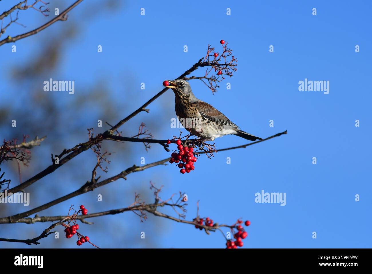 Fieldfare in sunshine hi-res stock photography and images - Alamy