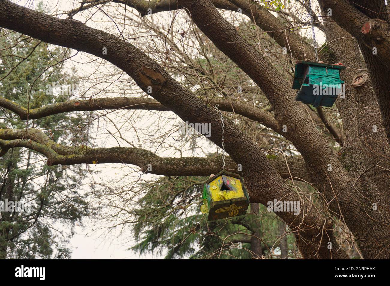 colorful birdhouses hung on tree branches Stock Photo - Alamy