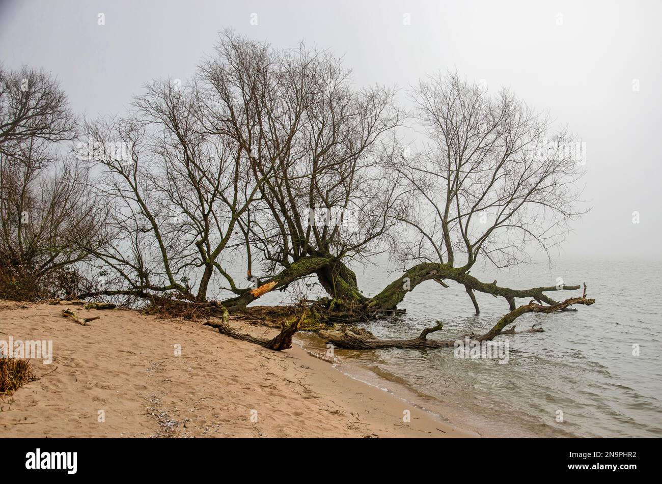 Odd shaped tree on the beach by the river Nieuwe Merwede in Biesbosch ...