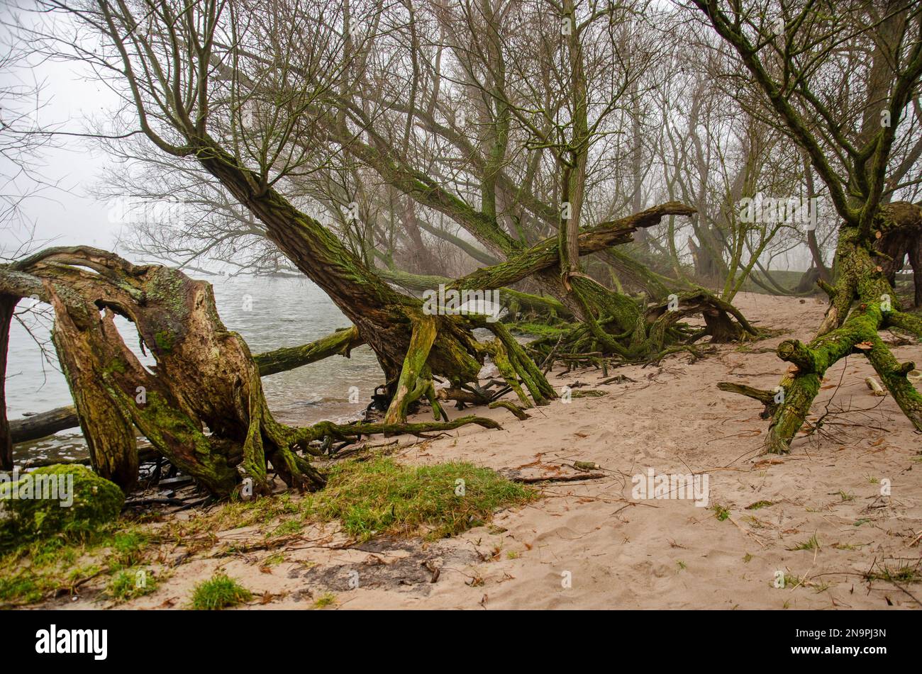 Odd-shaped trees on a sandy beach of the river Nieuwe Merwede in ...
