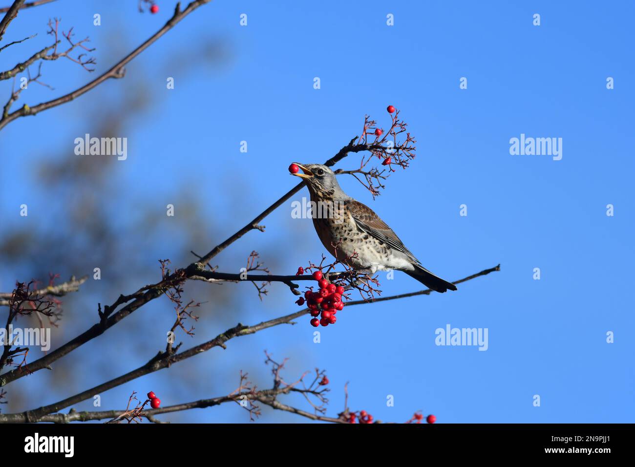 Fieldfare in sunshine hi-res stock photography and images - Alamy