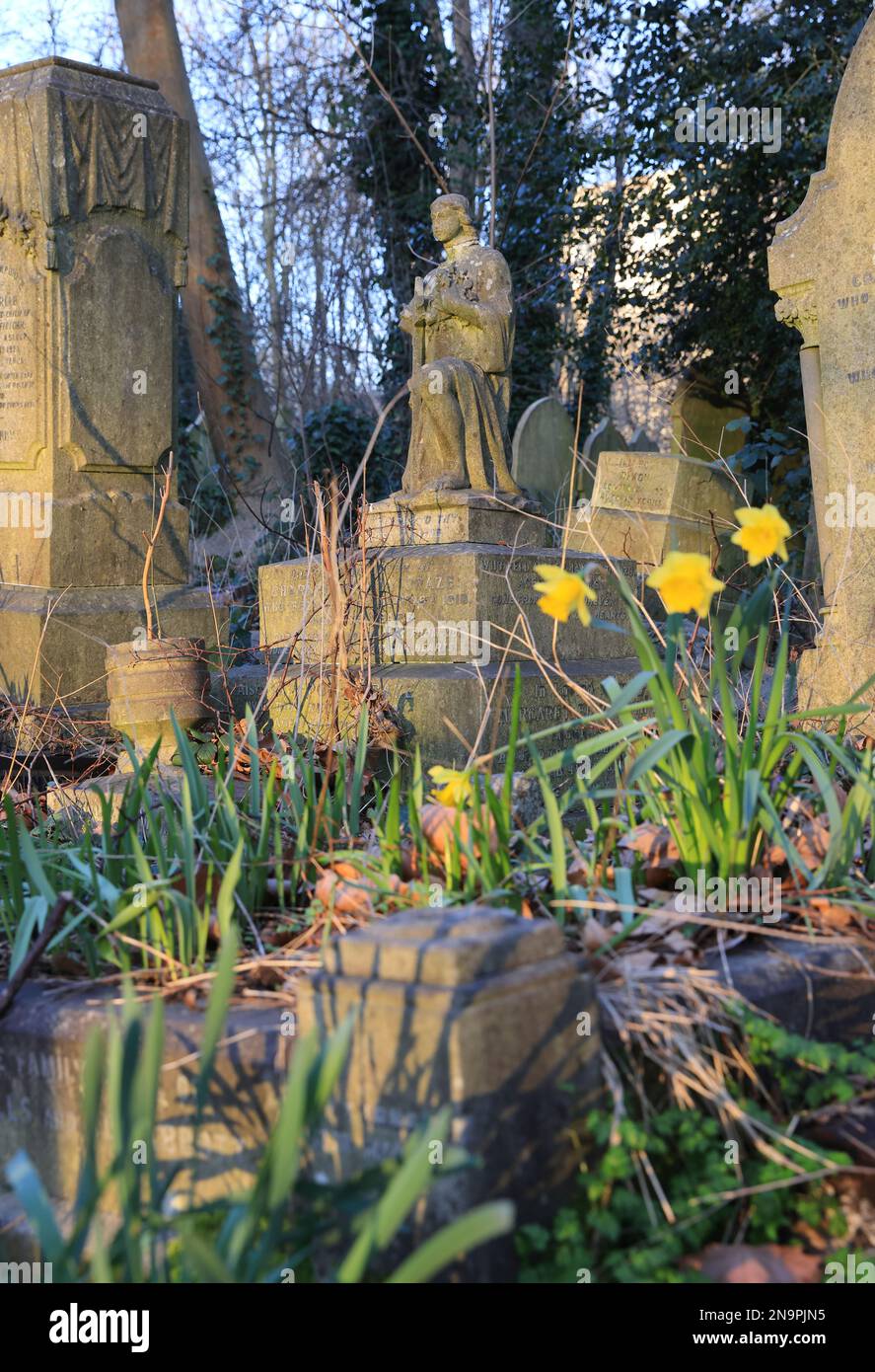 Daffodils in early spring sunshine in Tower Hamlets Cemetery Park, in ...
