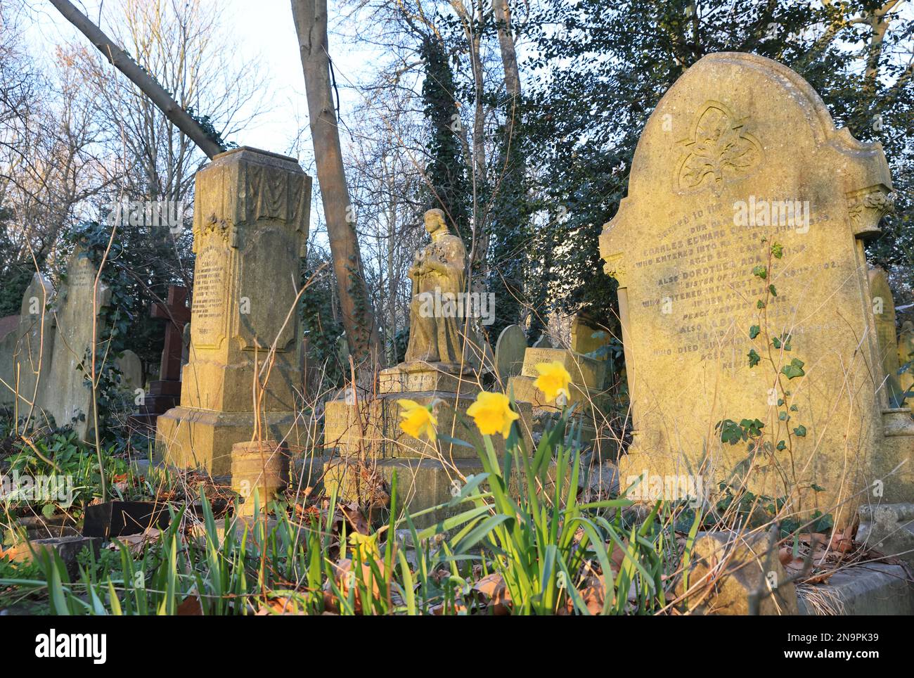 Daffodils in early spring sunshine in Tower Hamlets Cemetery Park, in ...