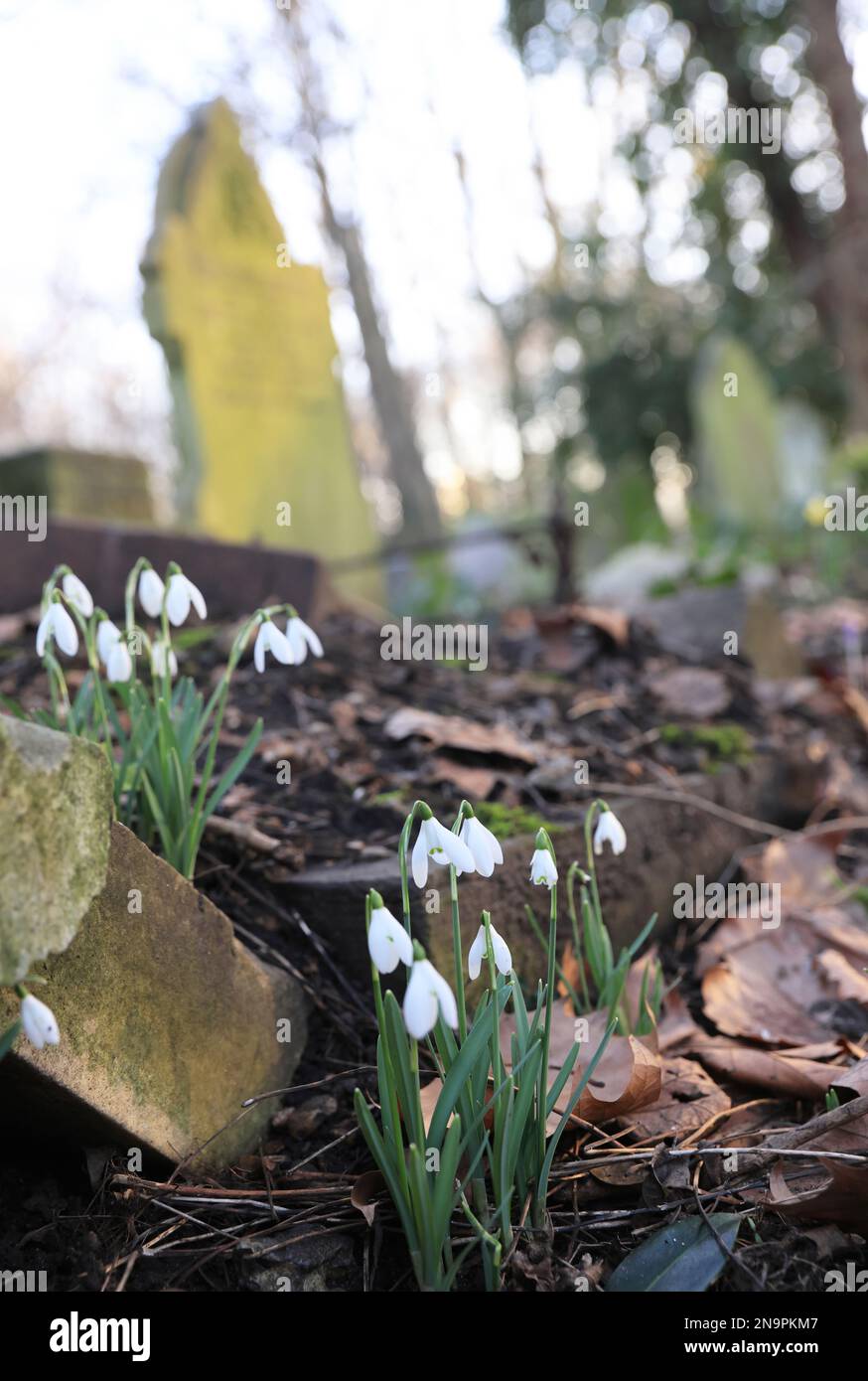 Snowdrops by the old gravestones in Tower Hamlets Cemetery, in east ...