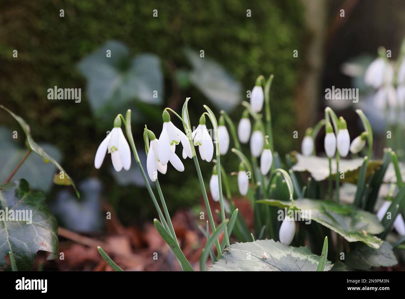 Tower hamlets cemetery park flowers hi-res stock photography and images ...