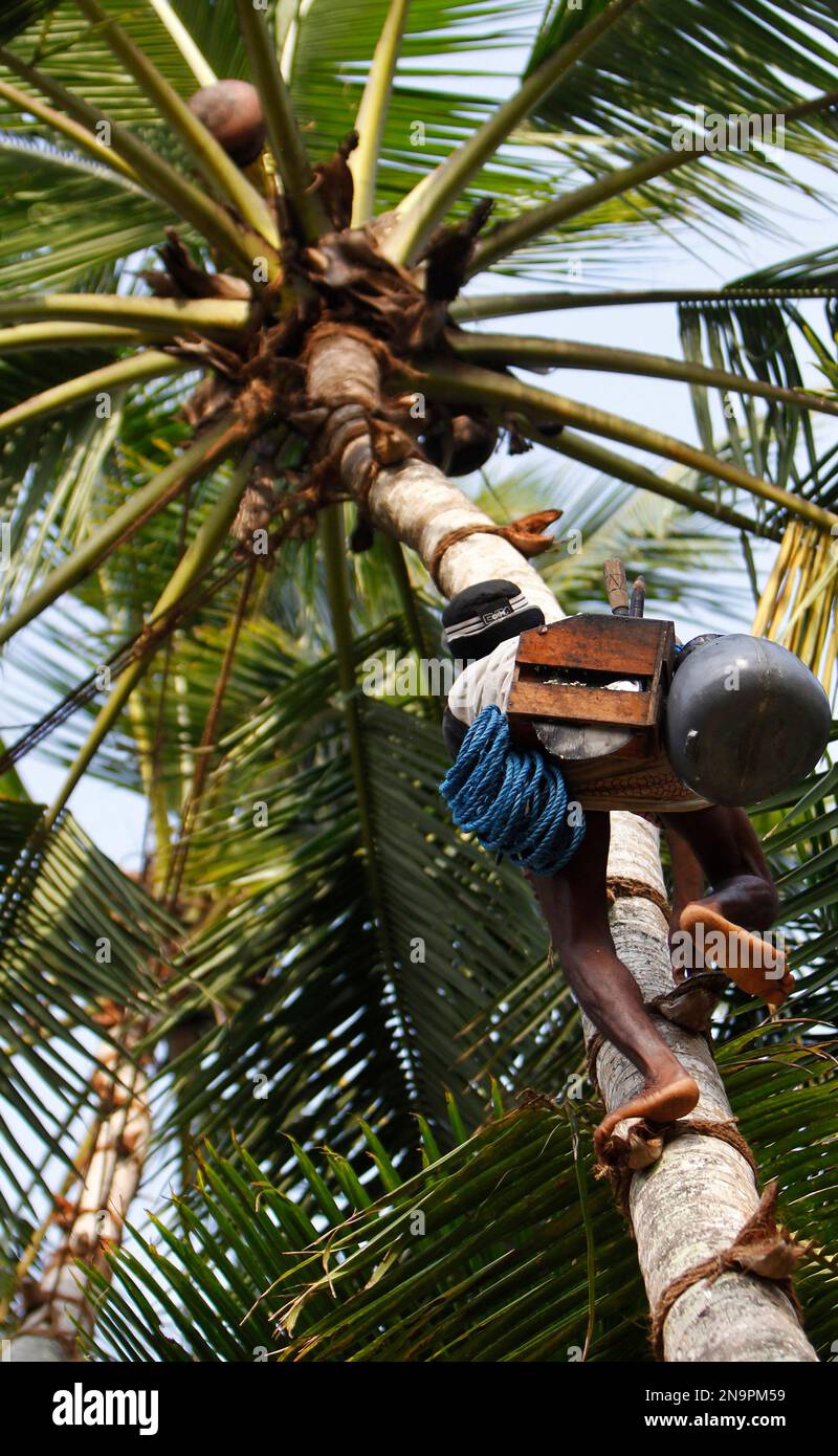 A toddy tapper climbs a coconut tree in Induruwa, about 40 kilometers ...