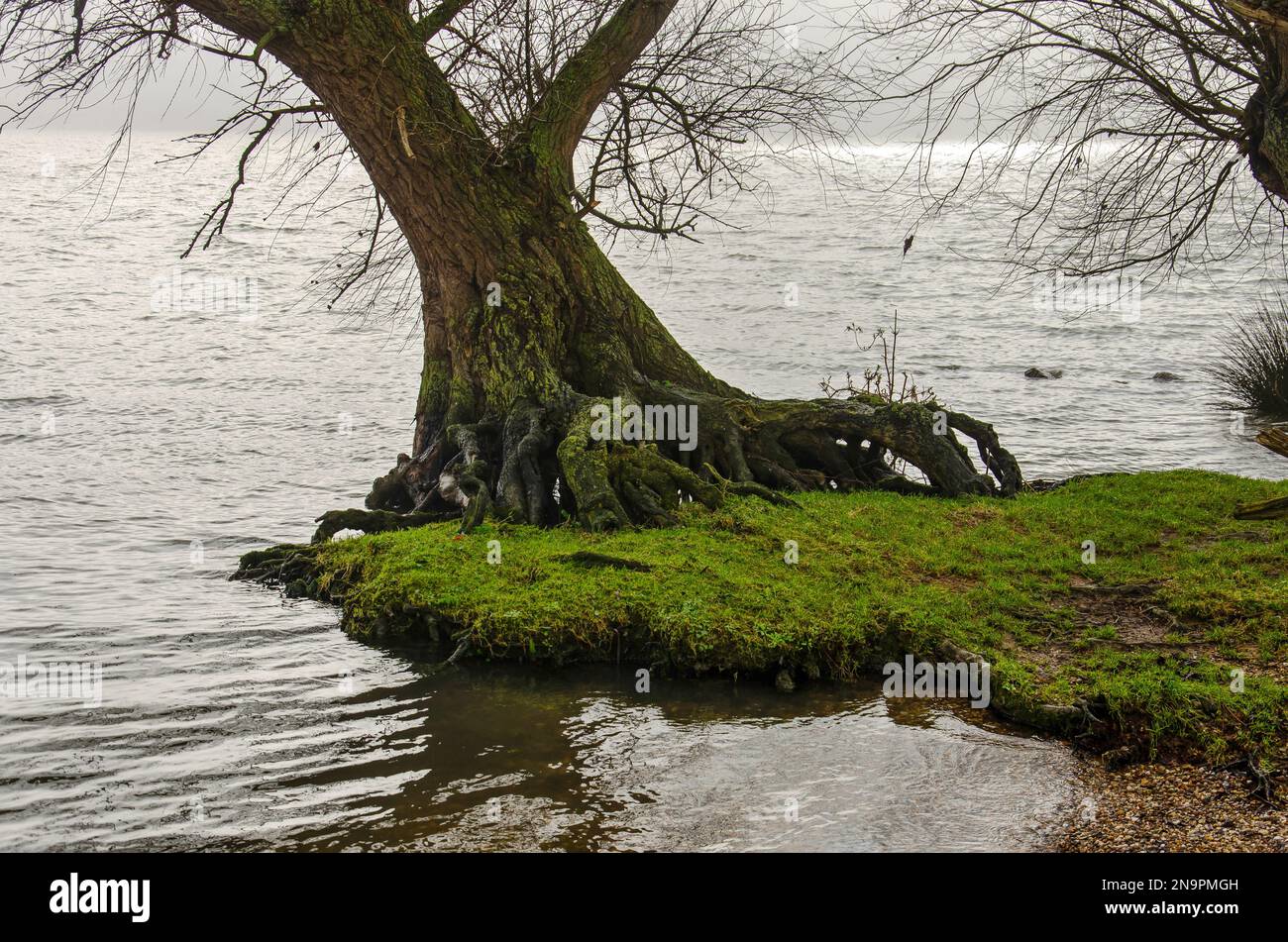 Old tree on a little peninsula almost falling into the river in ...