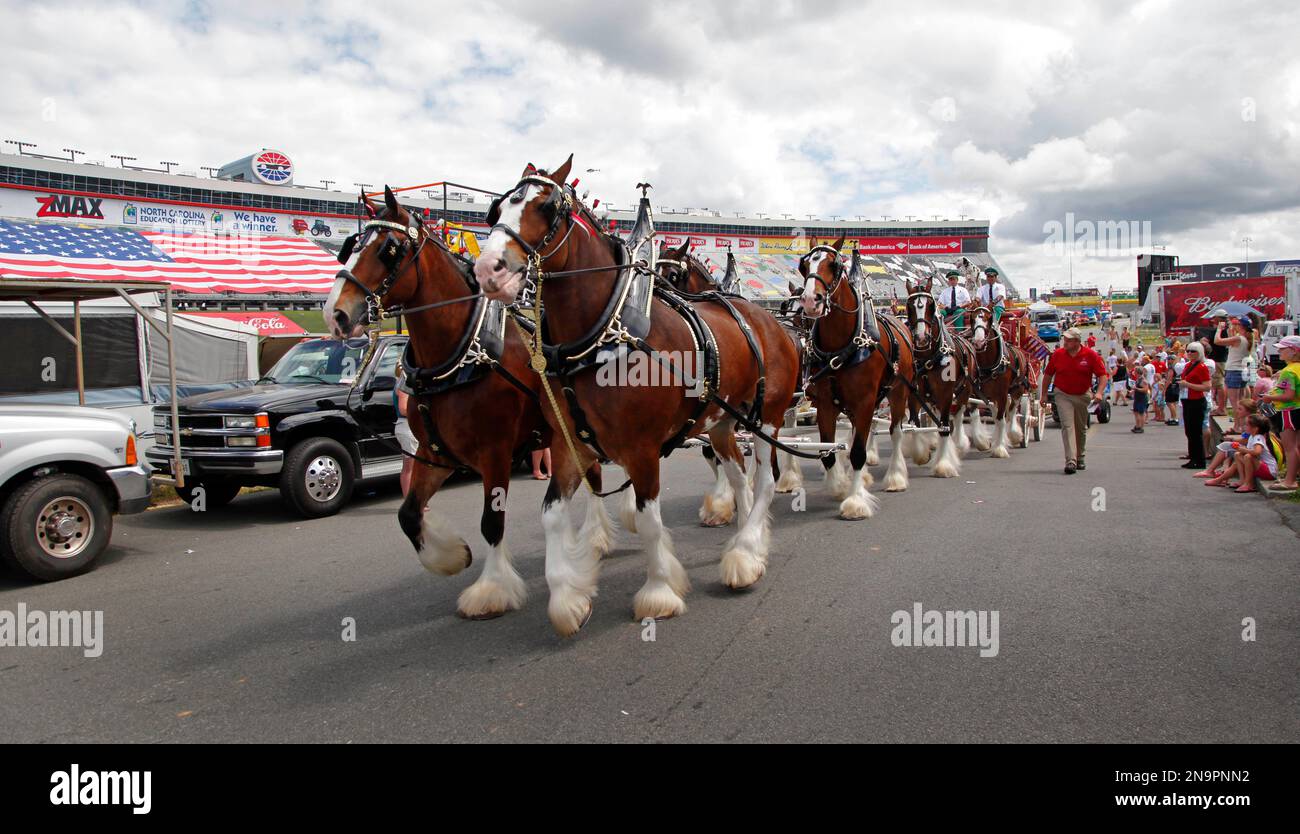 The Budweiser Clydesdales parade past race fans before the NASCAR Coca ...