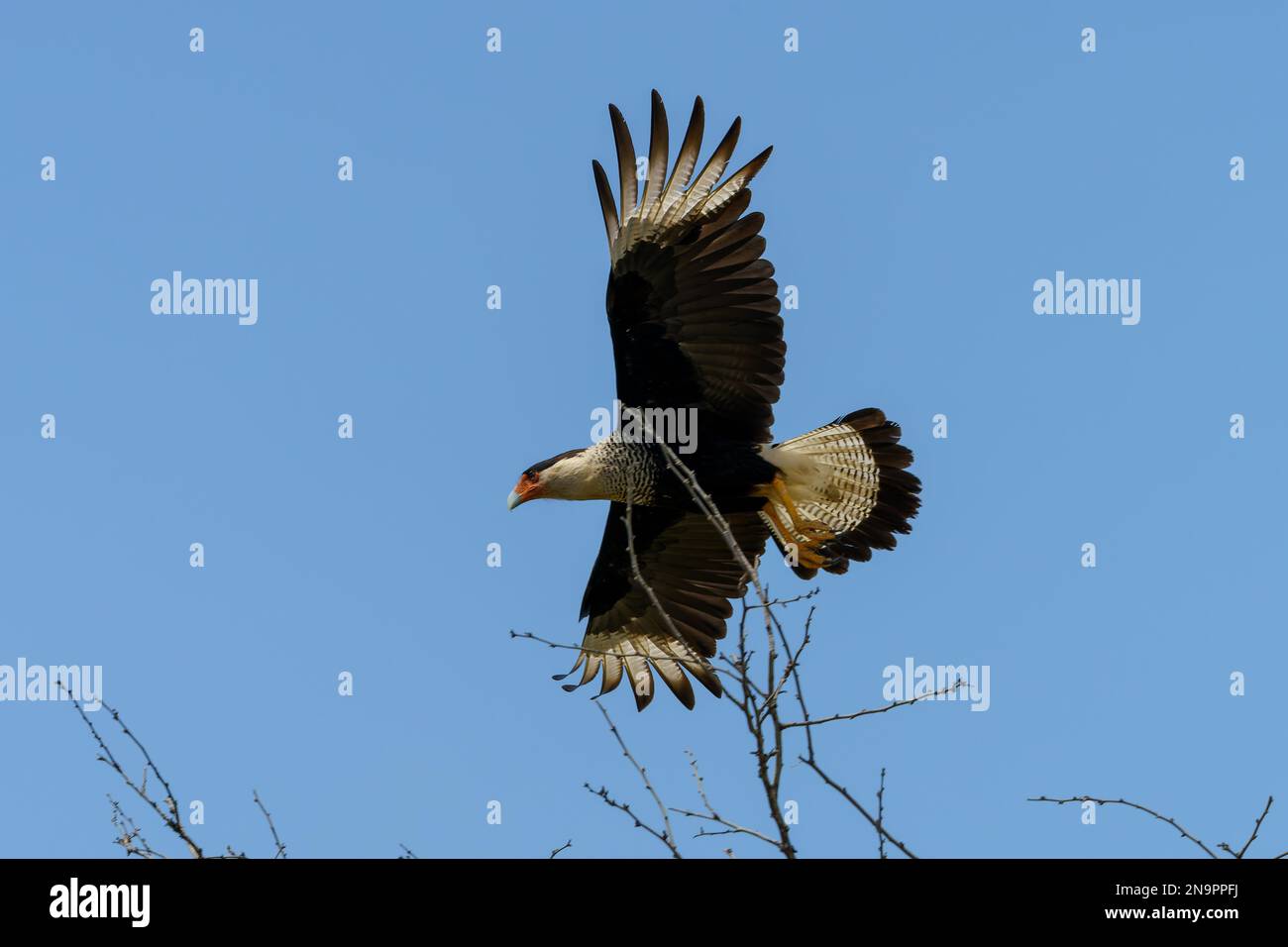 A low angle of a Crested caracara bird flying in the blue sky Stock ...