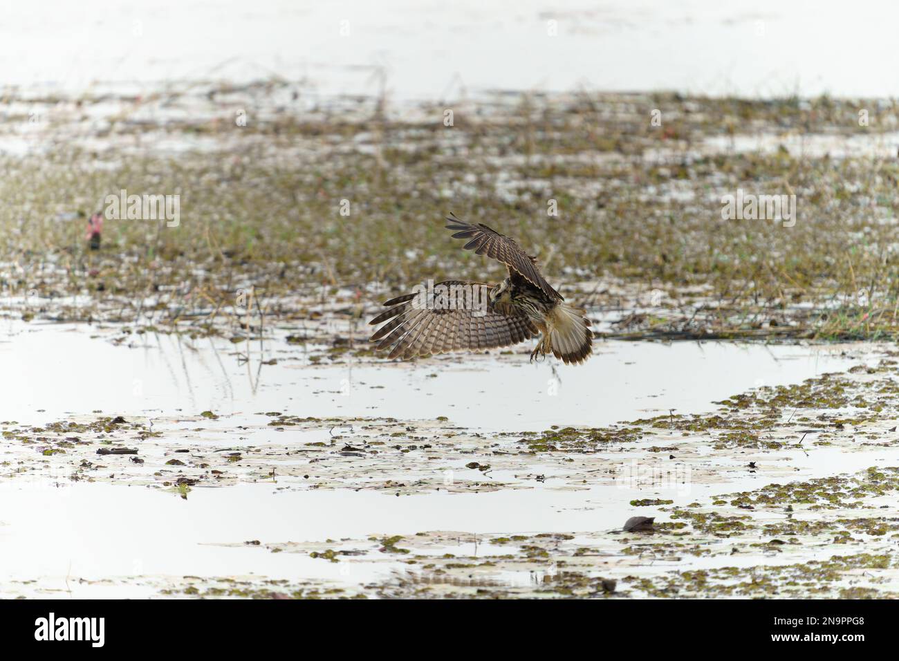 A beautiful view of a Red-tailed hawk flying over snowy ground with ...