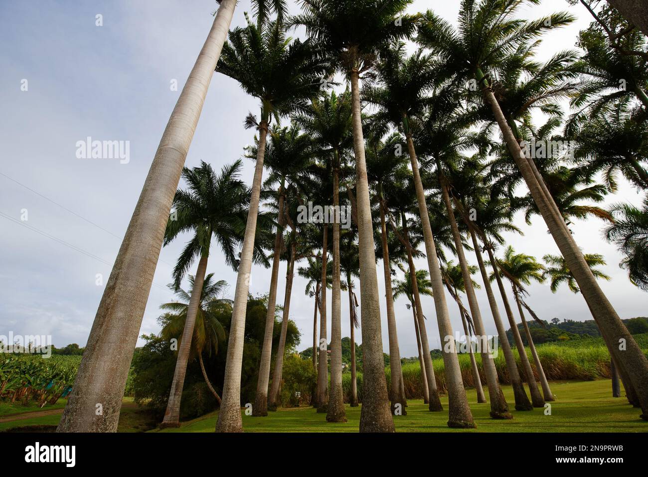 Tropical landscape with palm trees, Martinique, French West Indies ...