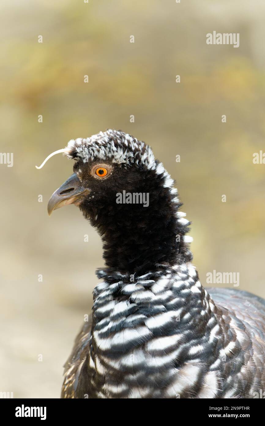 A beautiful portrait of a Horned screamer bird with blur background ...