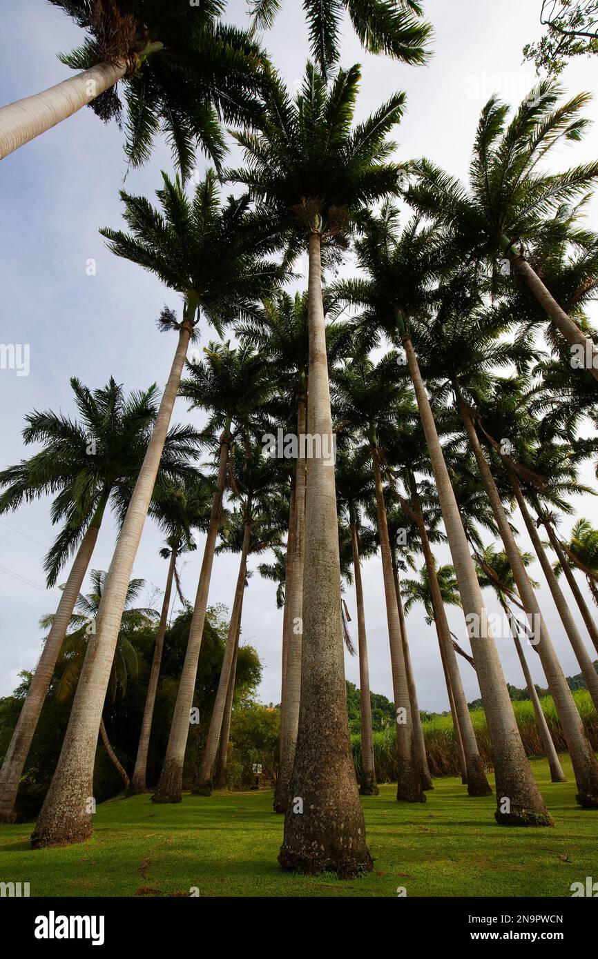 Tropical landscape with palm trees, Martinique, French West Indies ...