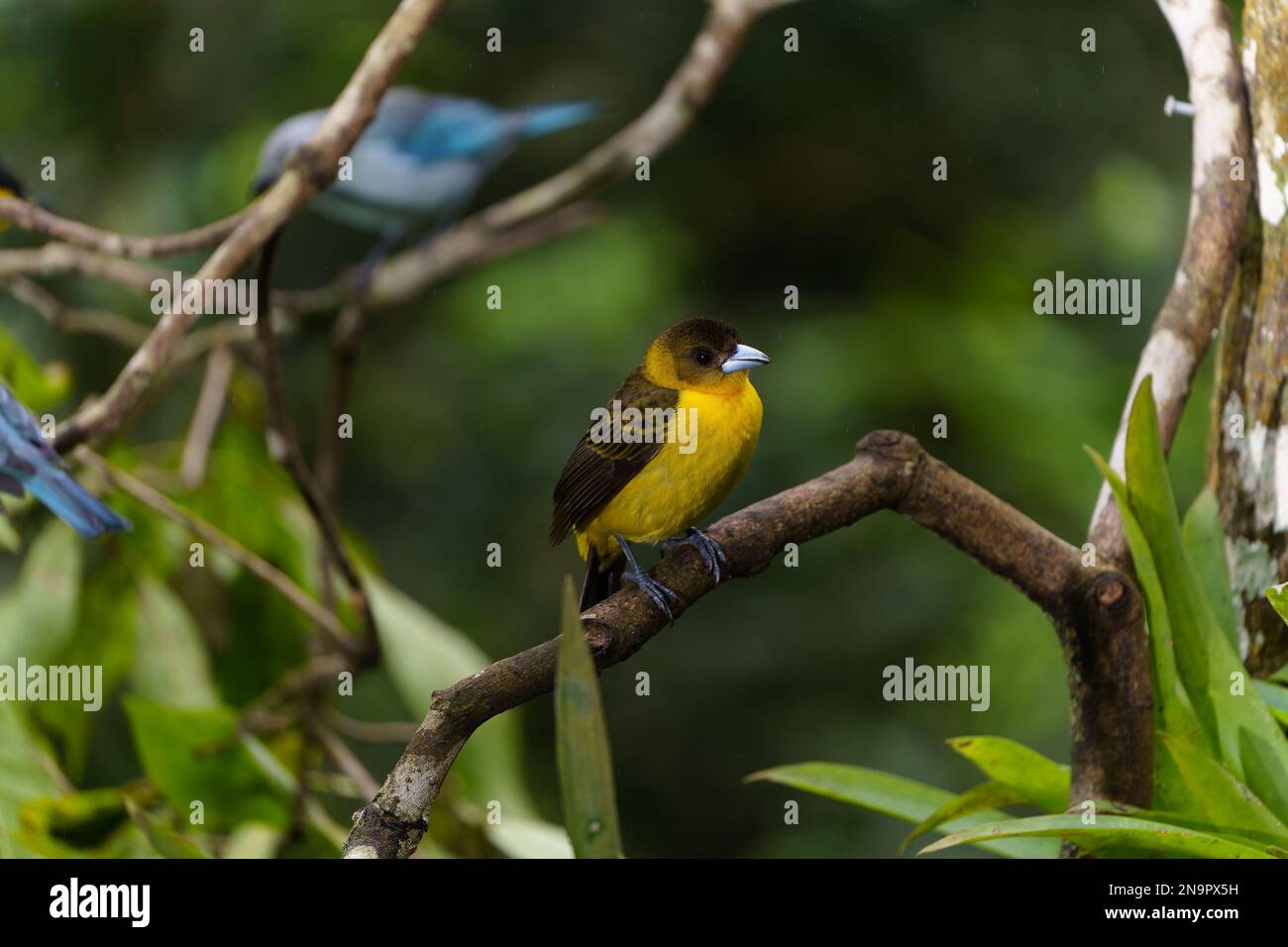 A shallow focus of a Flame-rumped tanager perching on tree branches ...