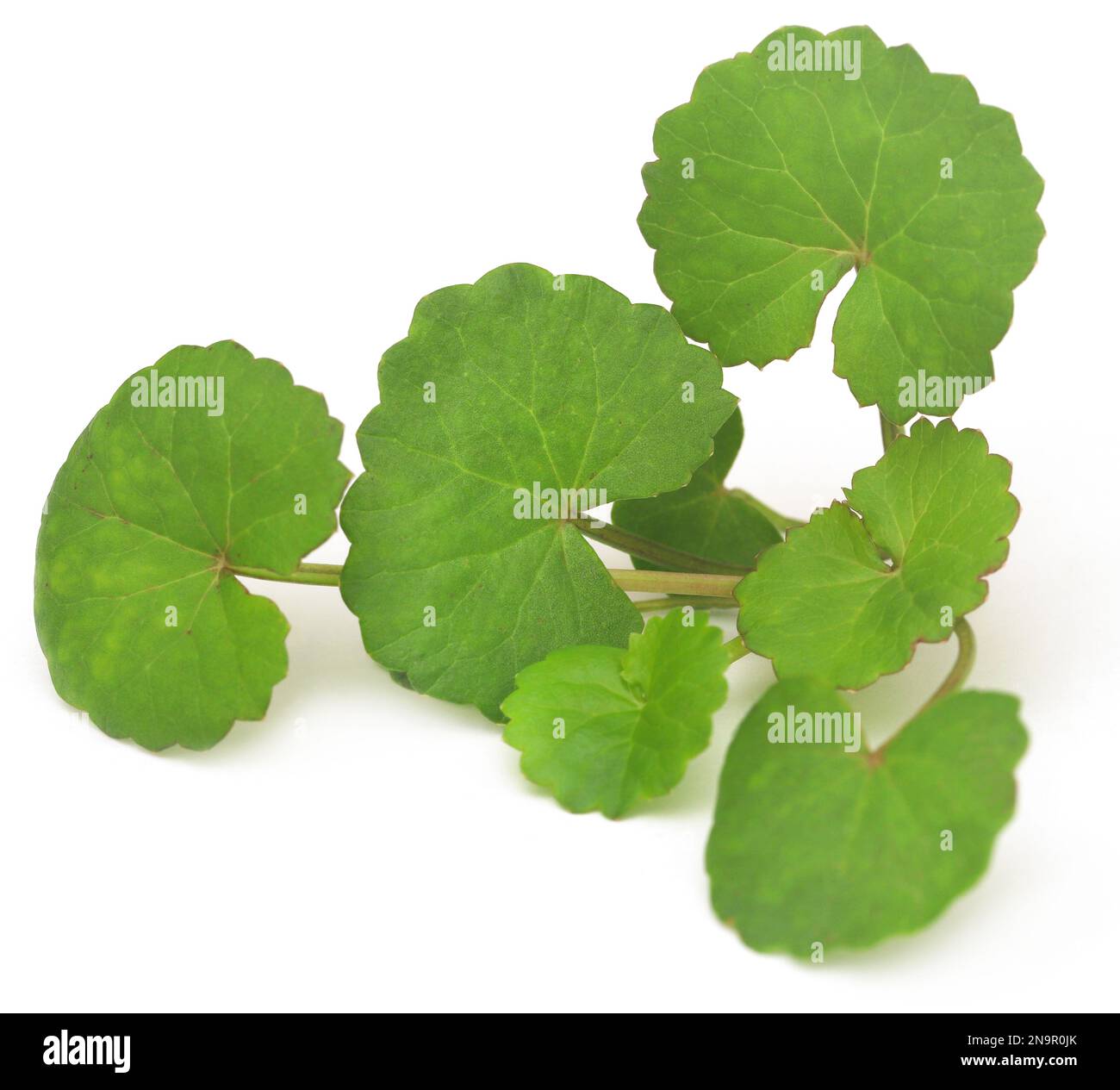 Ayurvedic thankuni or gtu kola over white background Stock Photo - Alamy
