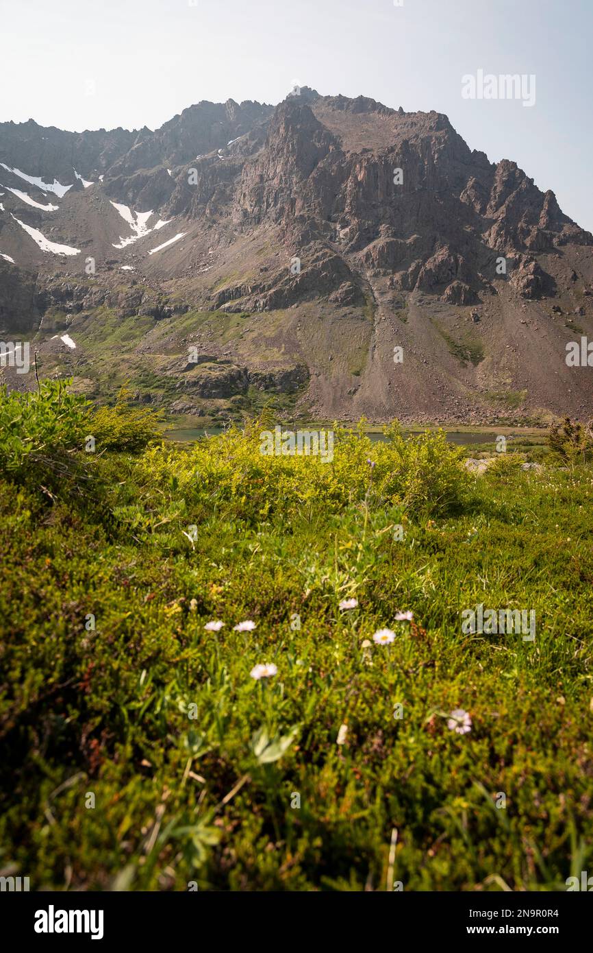 Wild flowers of alaska hi-res stock photography and images - Alamy