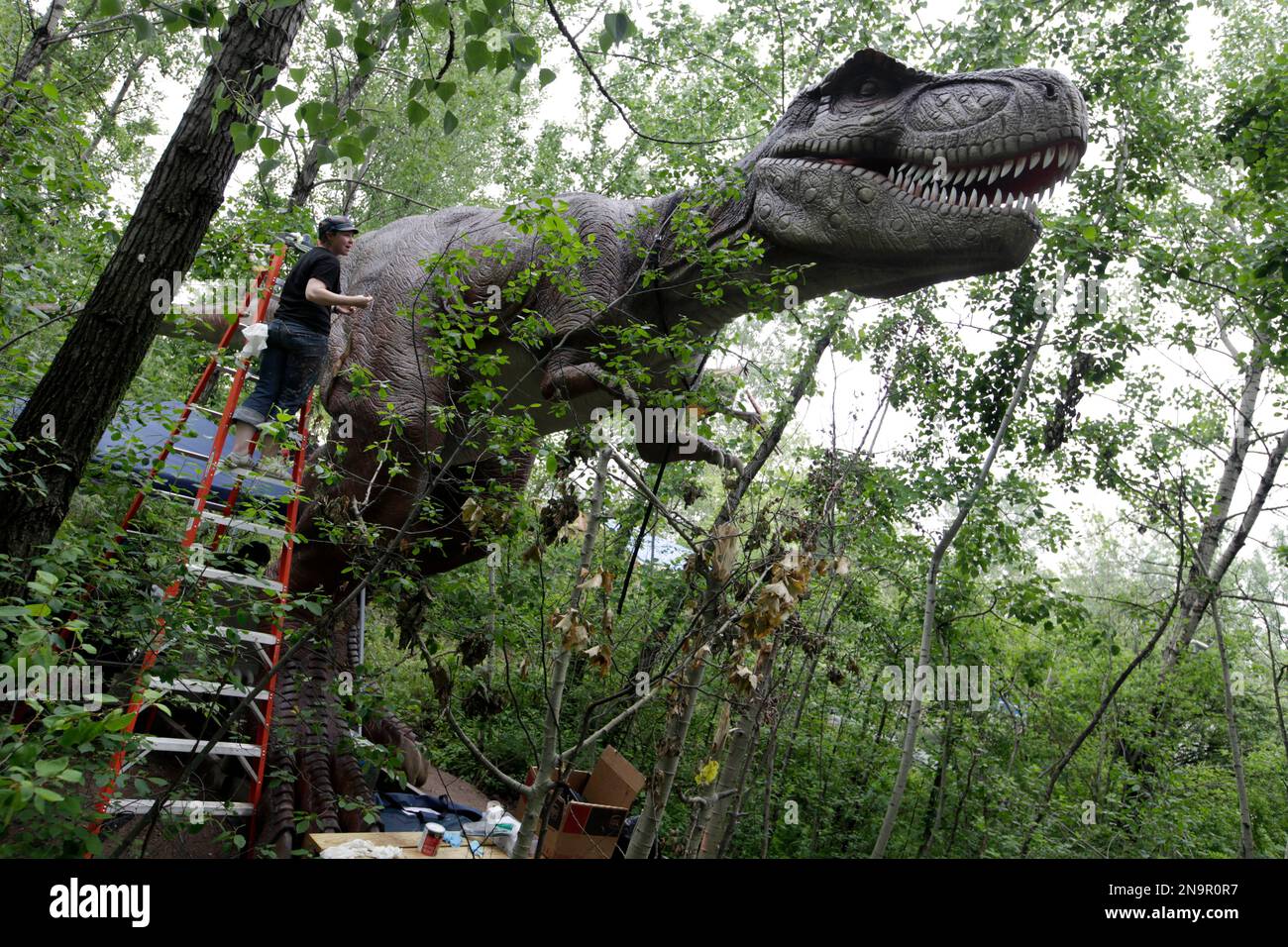 Scenic artist Loryn Williams puts finishing touches on a Tyrannosaurus ...