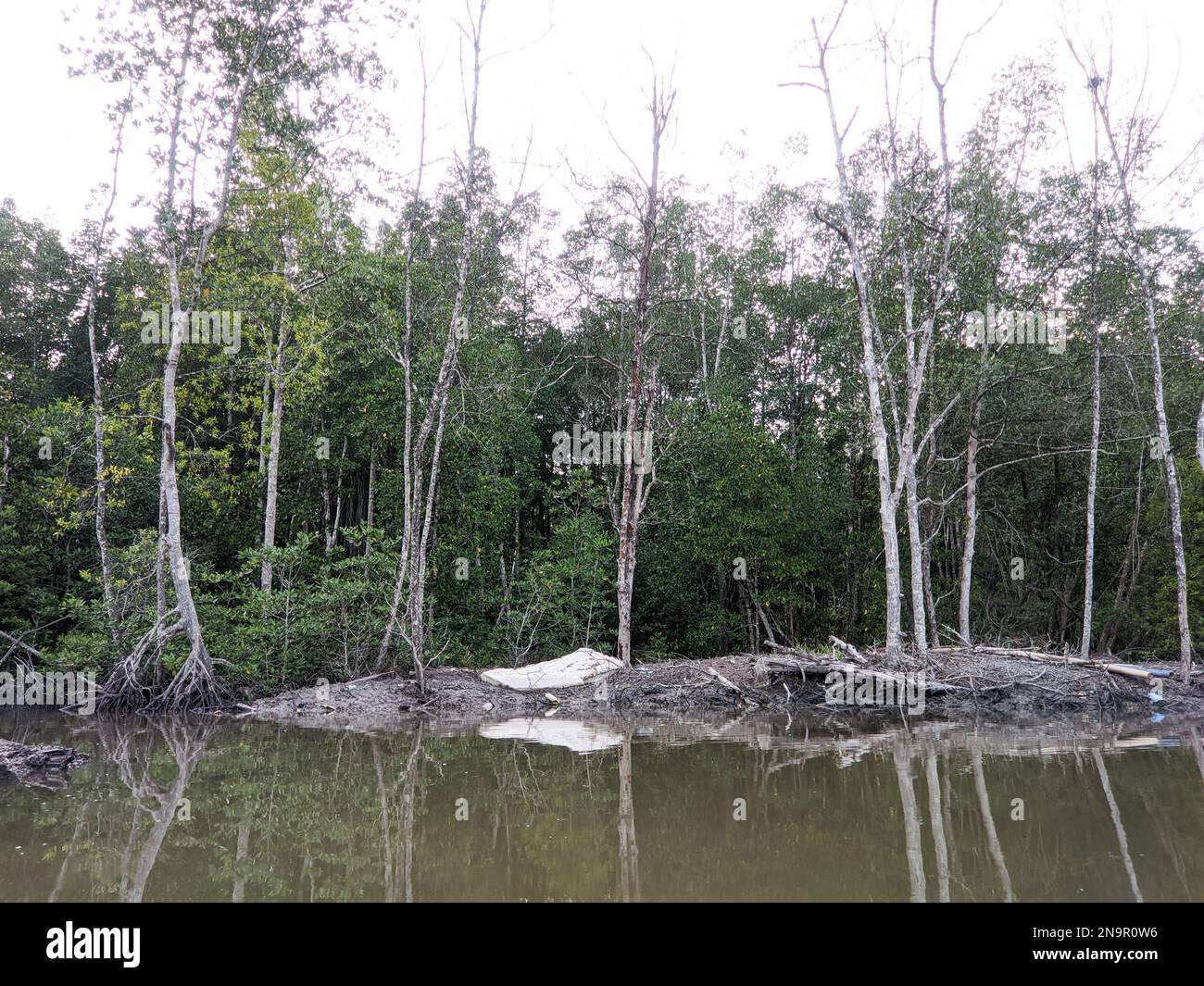The mangrove swamp forest by the river in one of the Malay villages in ...