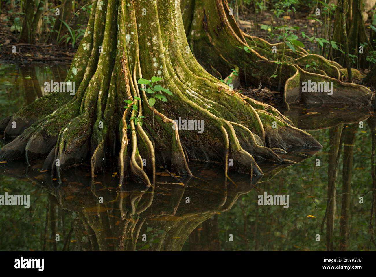 Bloodwood tree hi-res stock photography and images - Alamy