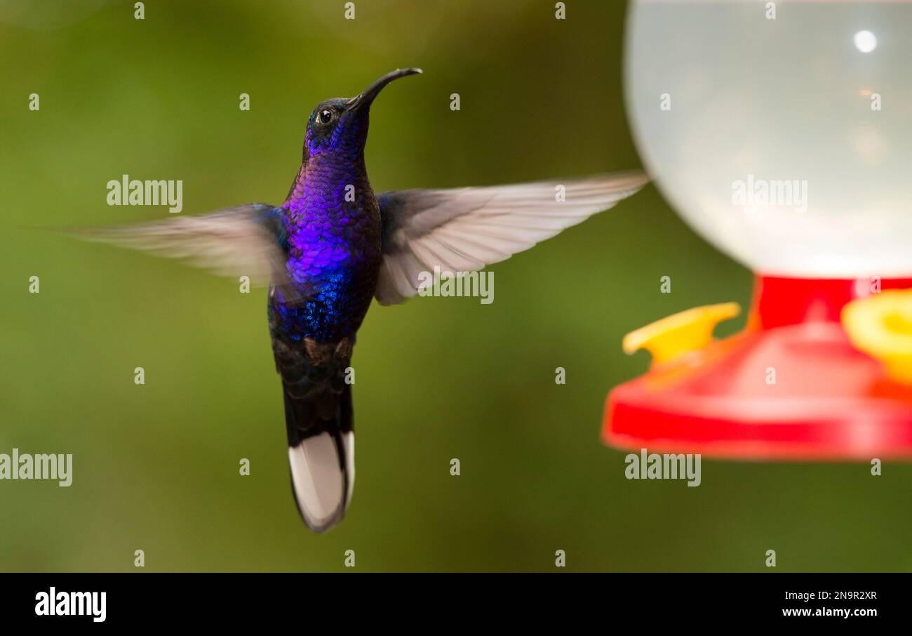Violet sabrewing hummingbird (Campylopterus hemileucurus) at a feeder ...