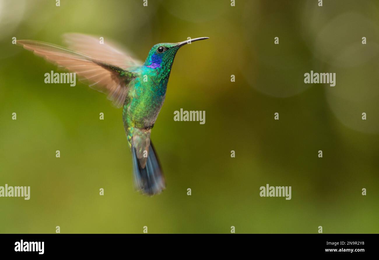 Close-up portrait of a Green violetear hummingbird (Colibri thalassinus ...