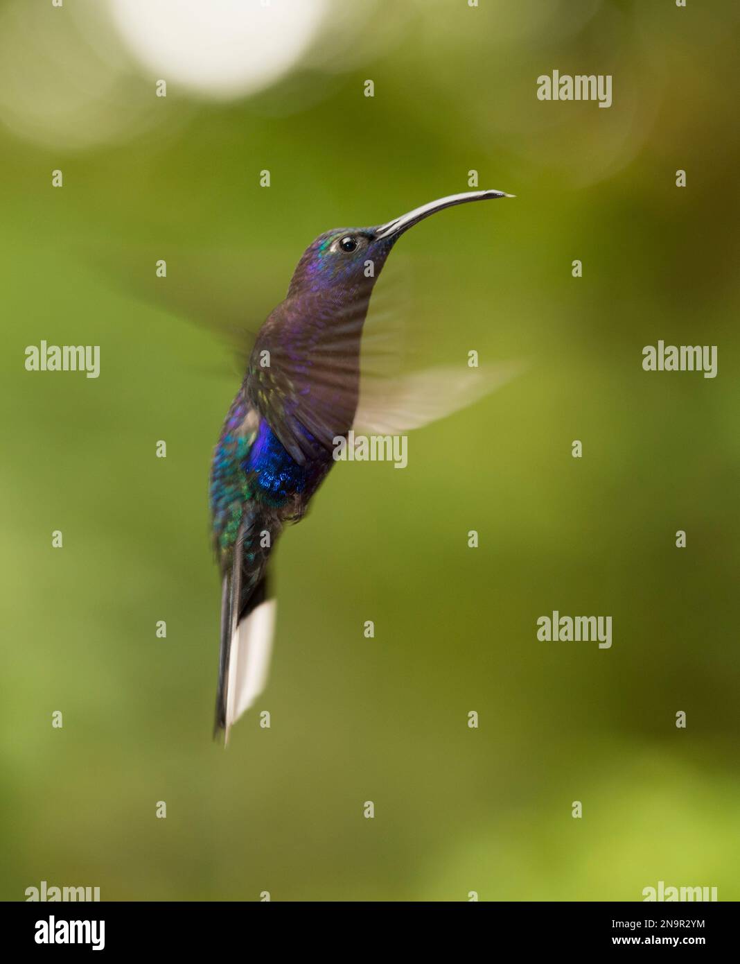 Violet sabrewing hummingbird (Campylopterus hemileucurus) in flight ...