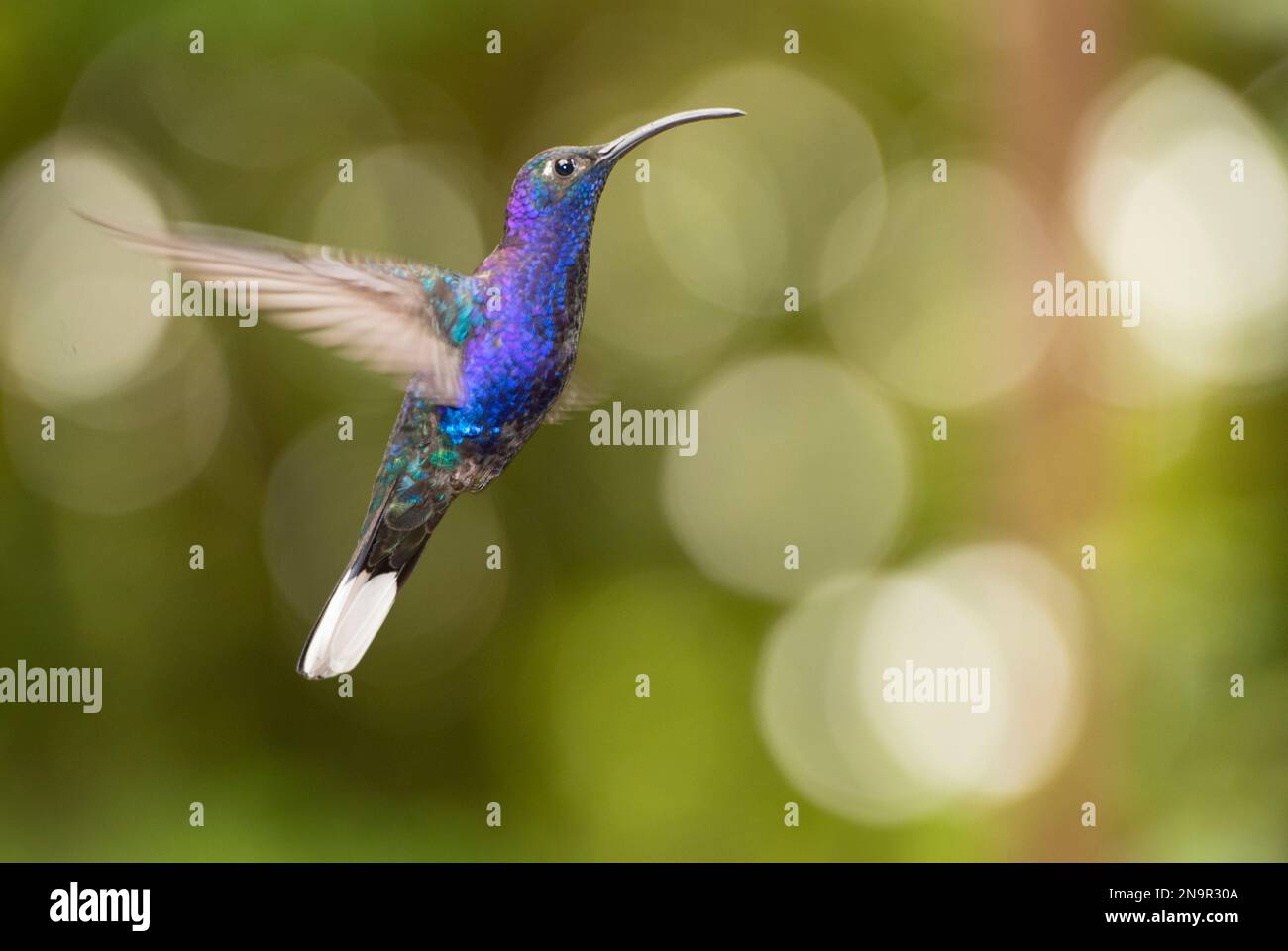 Close-up portrait of a Violet sabrewing hummingbird (Campylopterus ...