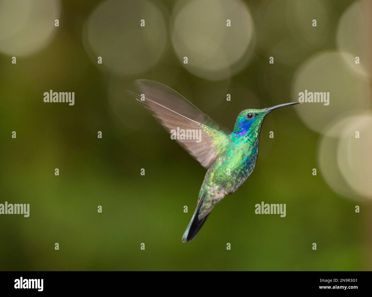 Close-up portrait of a Green violetear hummingbird (Colibri thalassinus ...