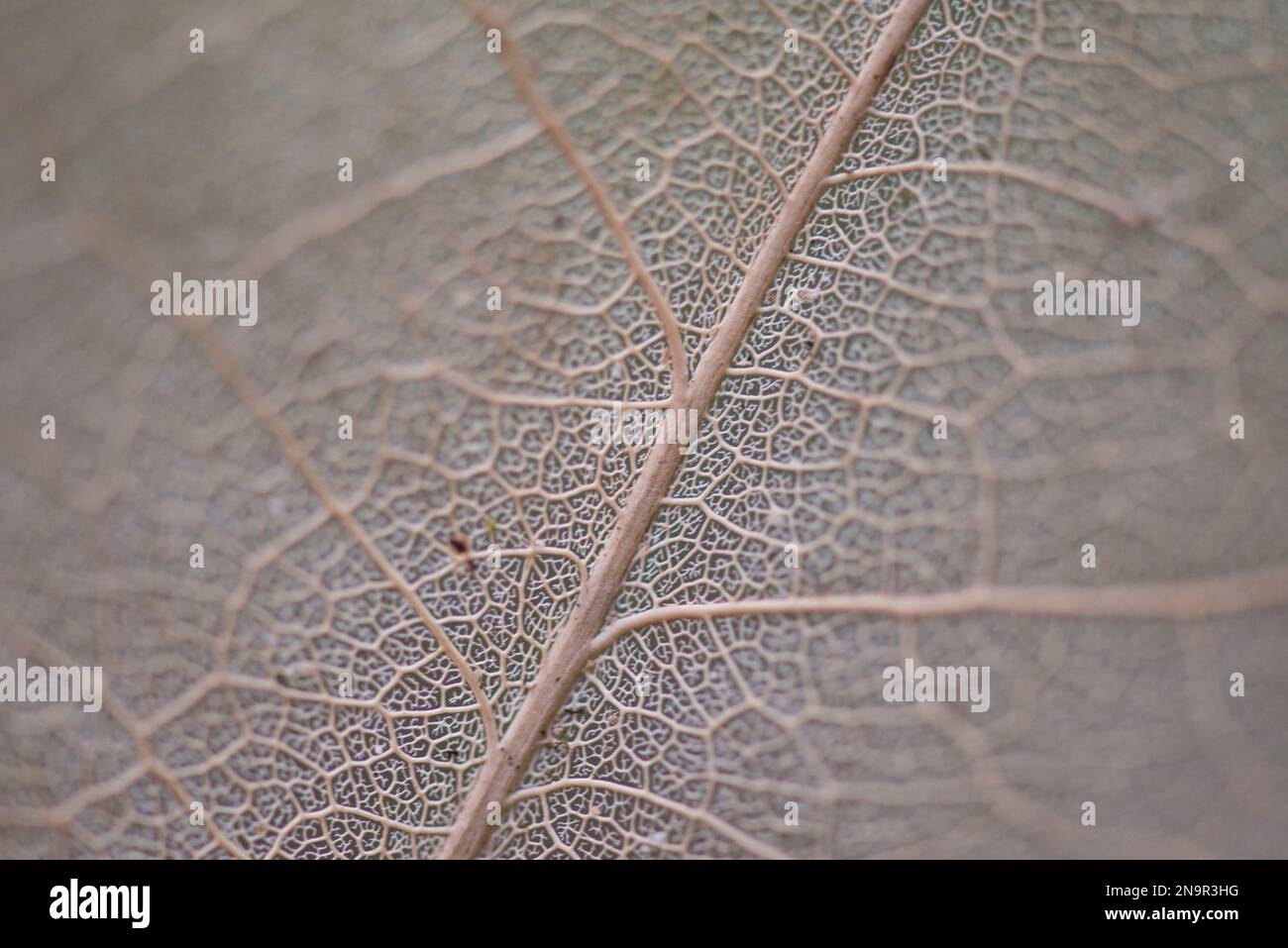Extreme close-up detail of a leaf in a rainforest in Corcovado National ...