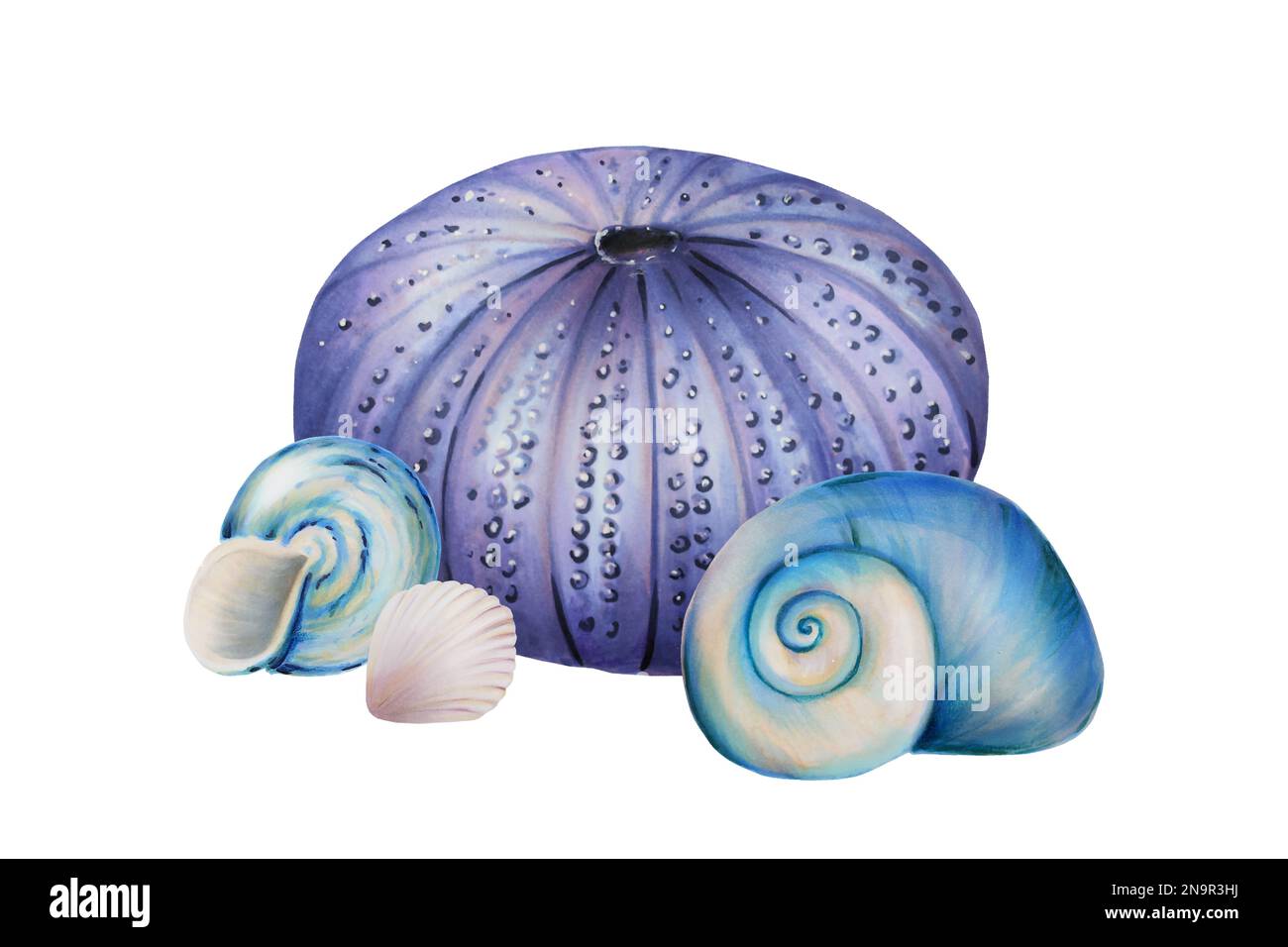 Watercolor composition with sea urchin and shells. Hand painting ...