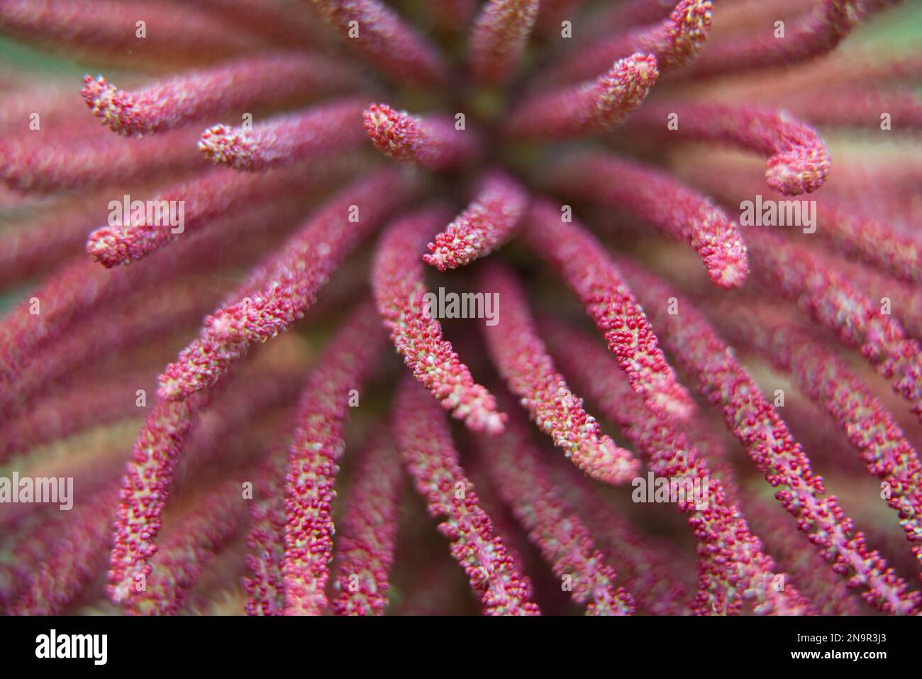 Gunnera insignia hi-res stock photography and images - Alamy