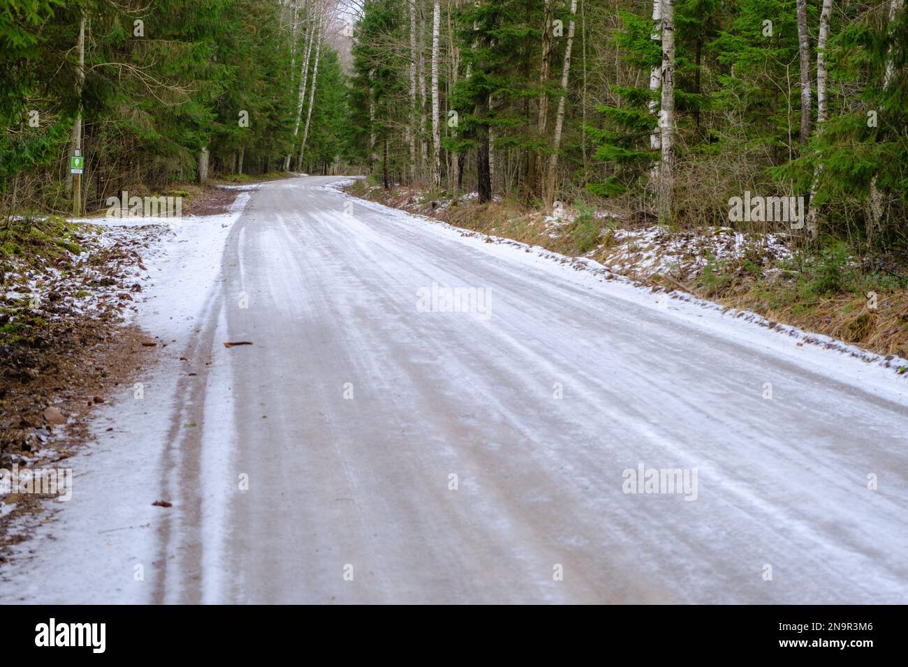 Forest road in spring. The road is icy, slippery. pass through a thick ...