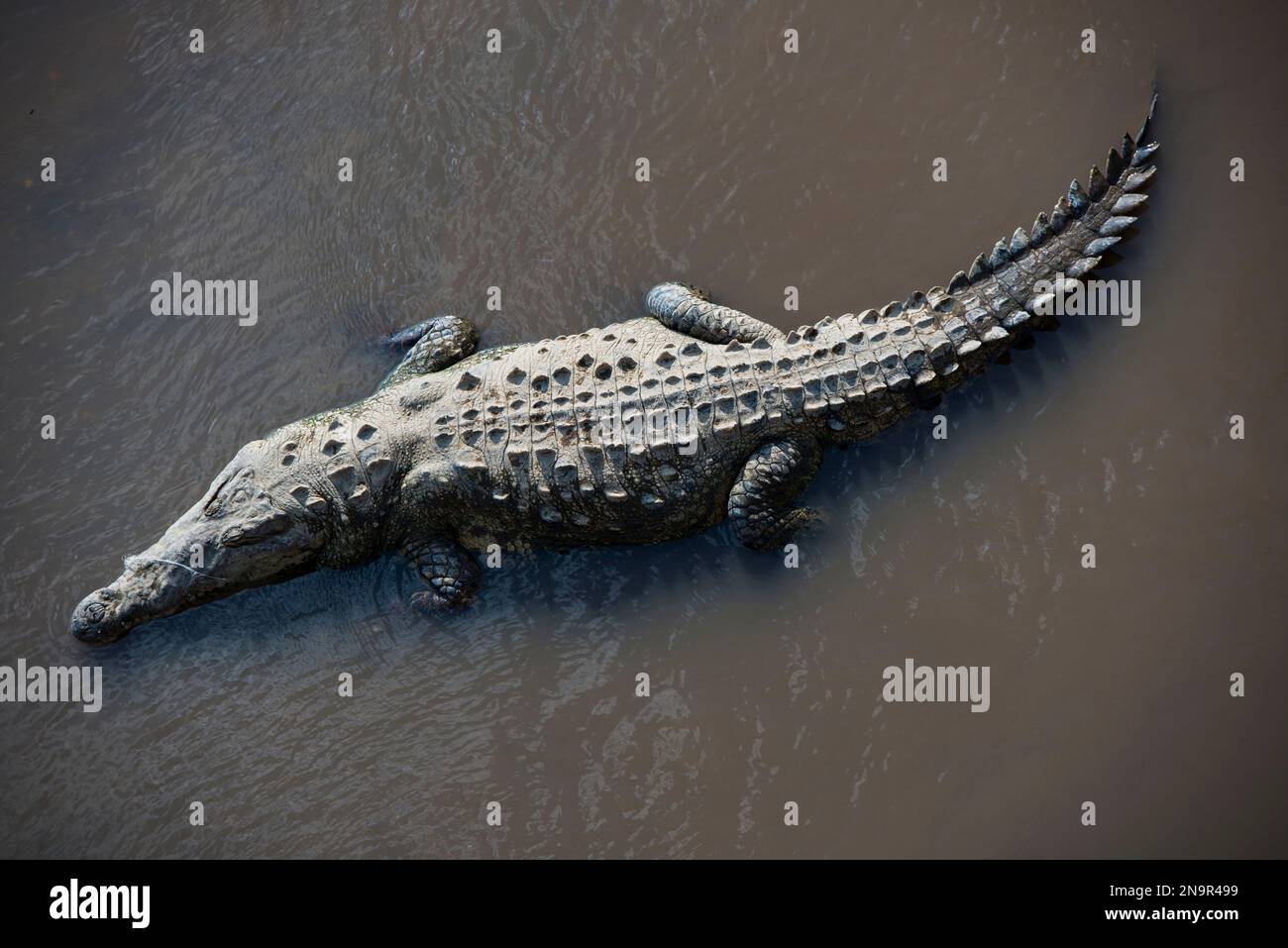 Crocodile (Crocodylus acutus) wades through shallow water in the Rio ...